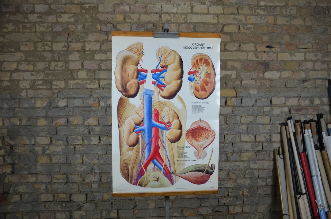 Human Kidney Anatomy Original Vintage Czech 1990s Educational Poster ...
