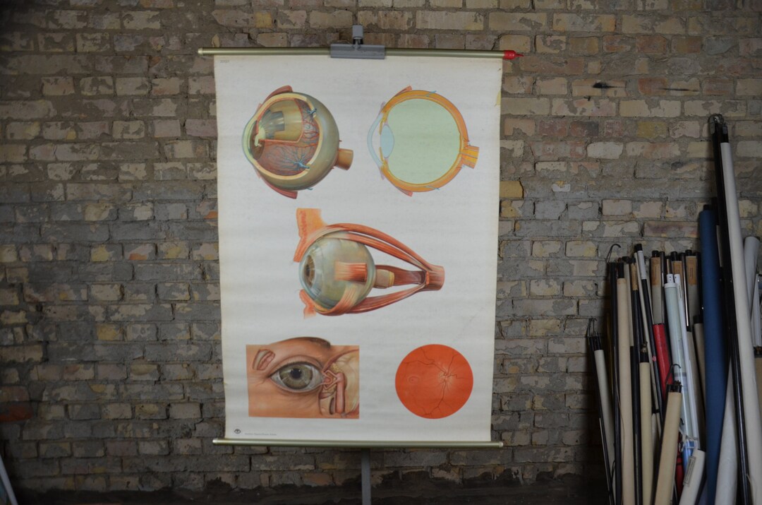 Human Eye Anatomy, Vision: Original Vintage 1960s German Educational ...