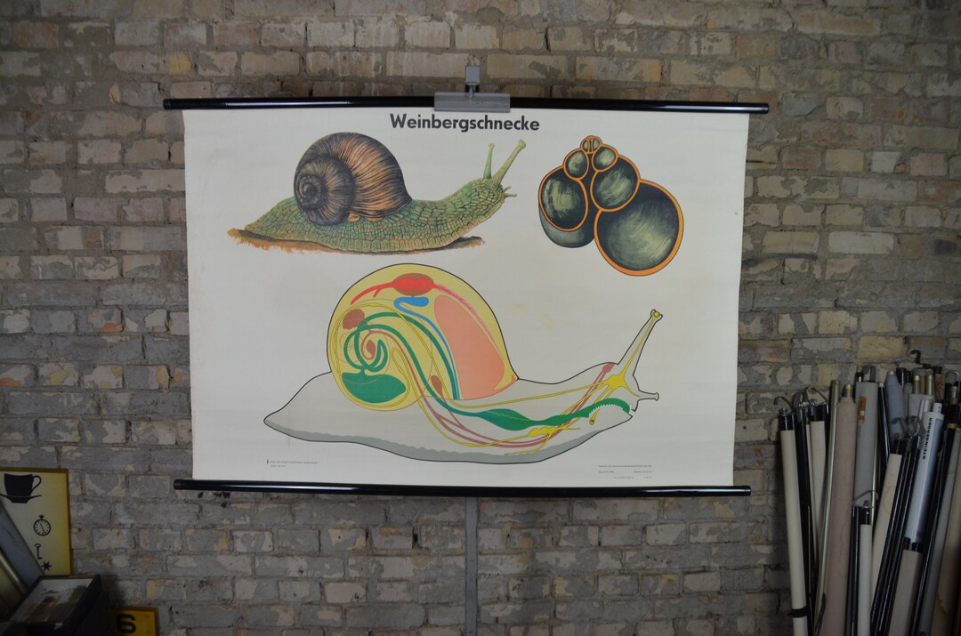Edible Garden Snail: Original Vintage German 1960s Educational Poster ...