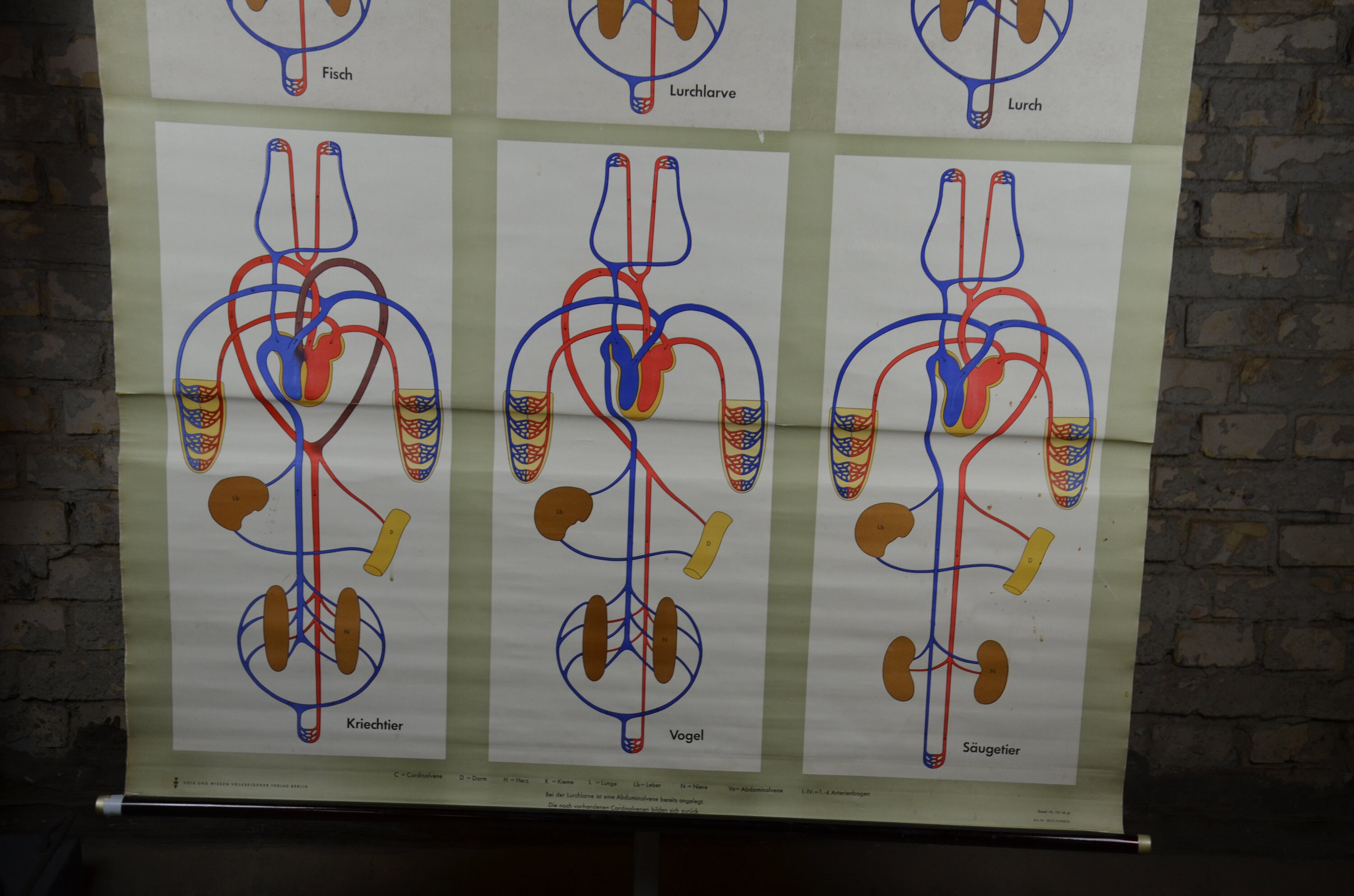 Evolution of the Bloodstream, Anatomy: Original Vintage 1960s German ...