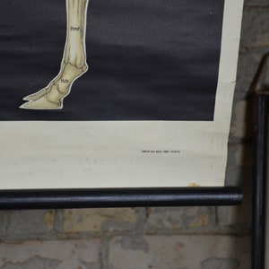 Cow Skeleton, Cattle, Beef: Original Vintage 1950s German Educational ...