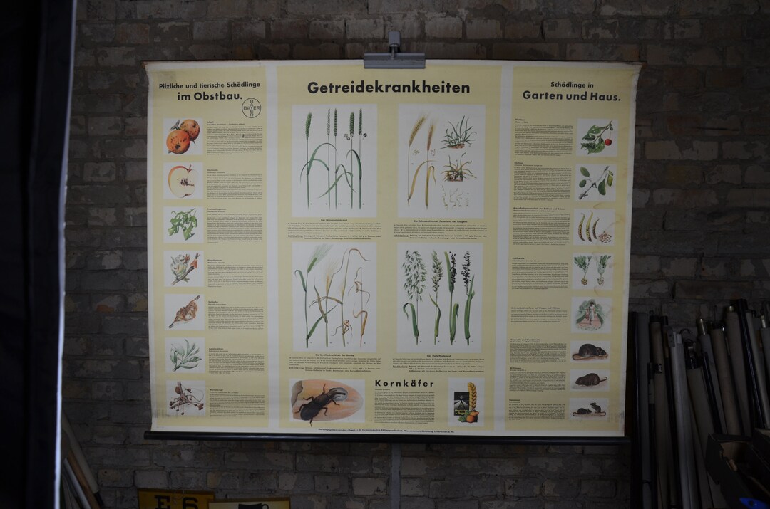 Pests of the Garden & Orchard: Original Antique 1920s German ...