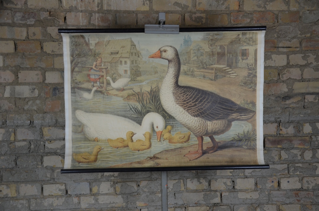 Geese: Original Antique 1890s German Elementary School Poster Wall ...