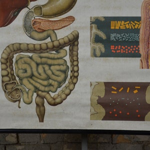 Human Digestive Tract Anatomy: Original Vintage 1960s German Medical ...