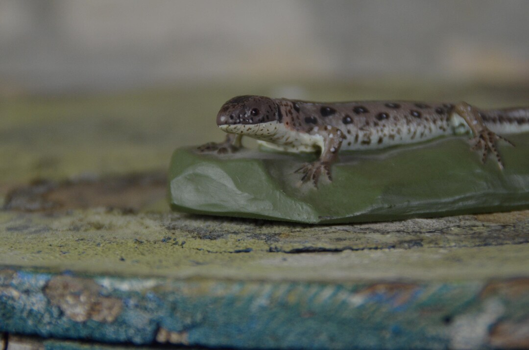 Sand Lizard, Vintage Anatomy Model: Original 1950s German Educational ...