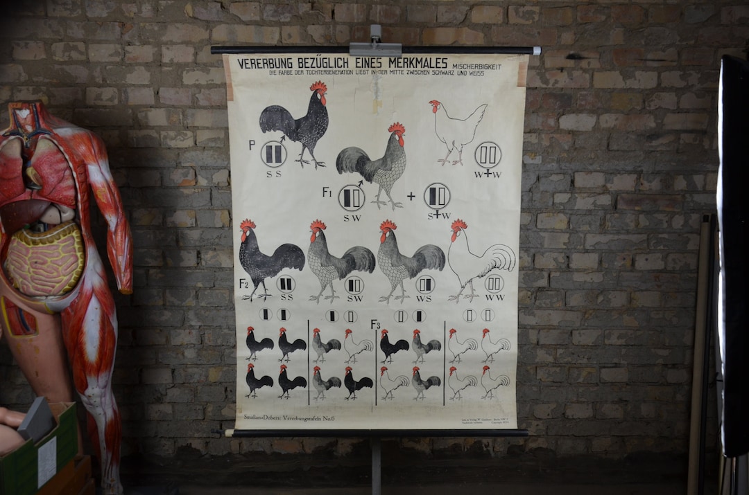 Chicken Genetics: Original Vintage 1930s German Educational Poster ...