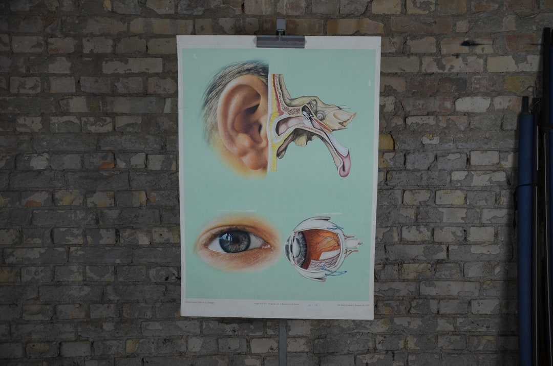 Human Ear & Eye Anatomy: Original Vintage German 1960s Educational ...