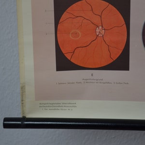 Human Eye Anatomy: Original Vintage 1960s German Medical Educational ...
