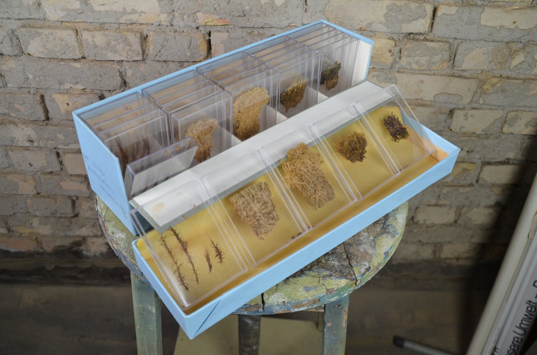 Lichen Type Specimen Collection: Original Vintage 1970s Czech ...