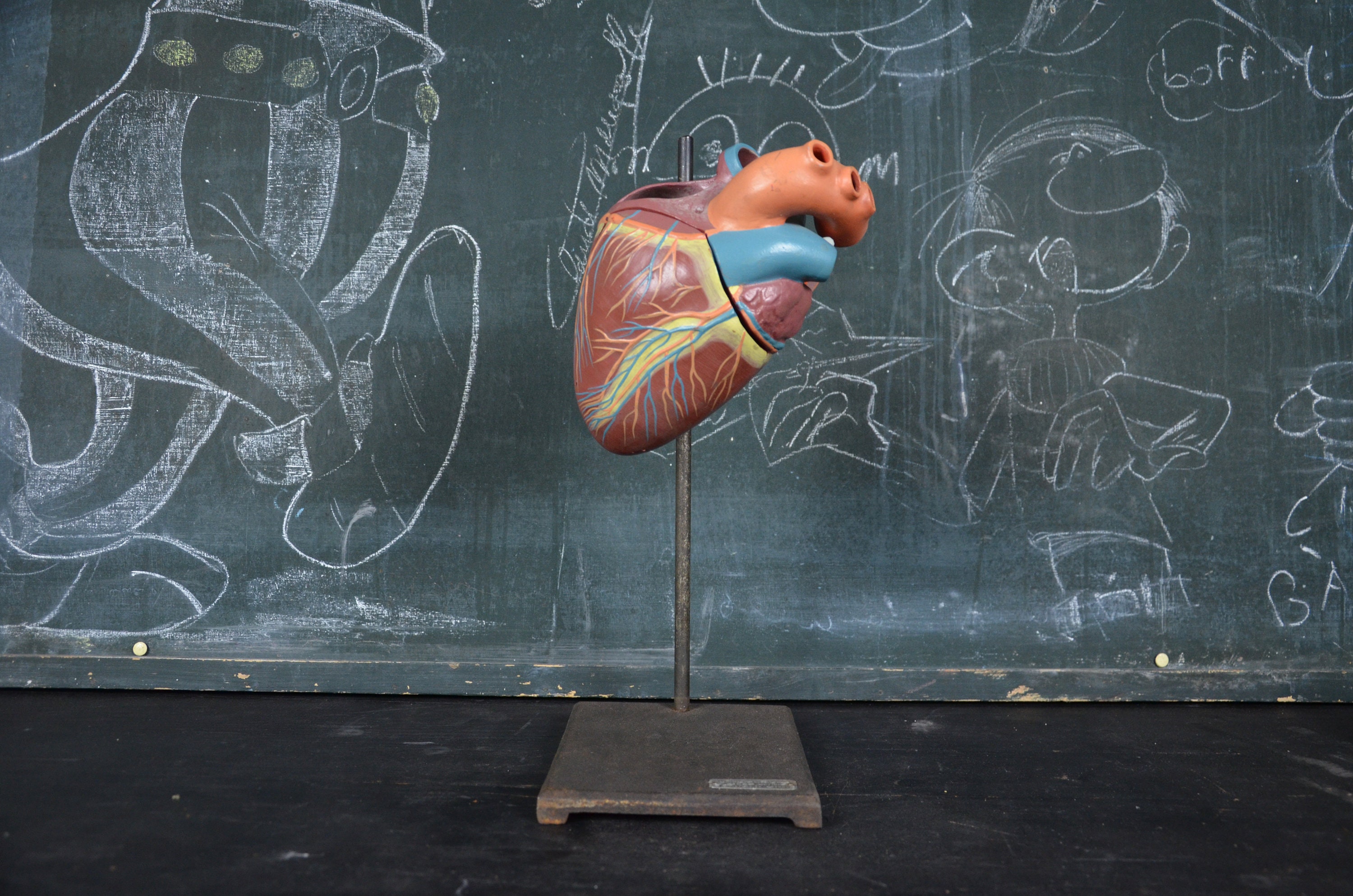 Large Belgian Human Anatomy Heart: Original Vintage 1950s Rare - Etsy