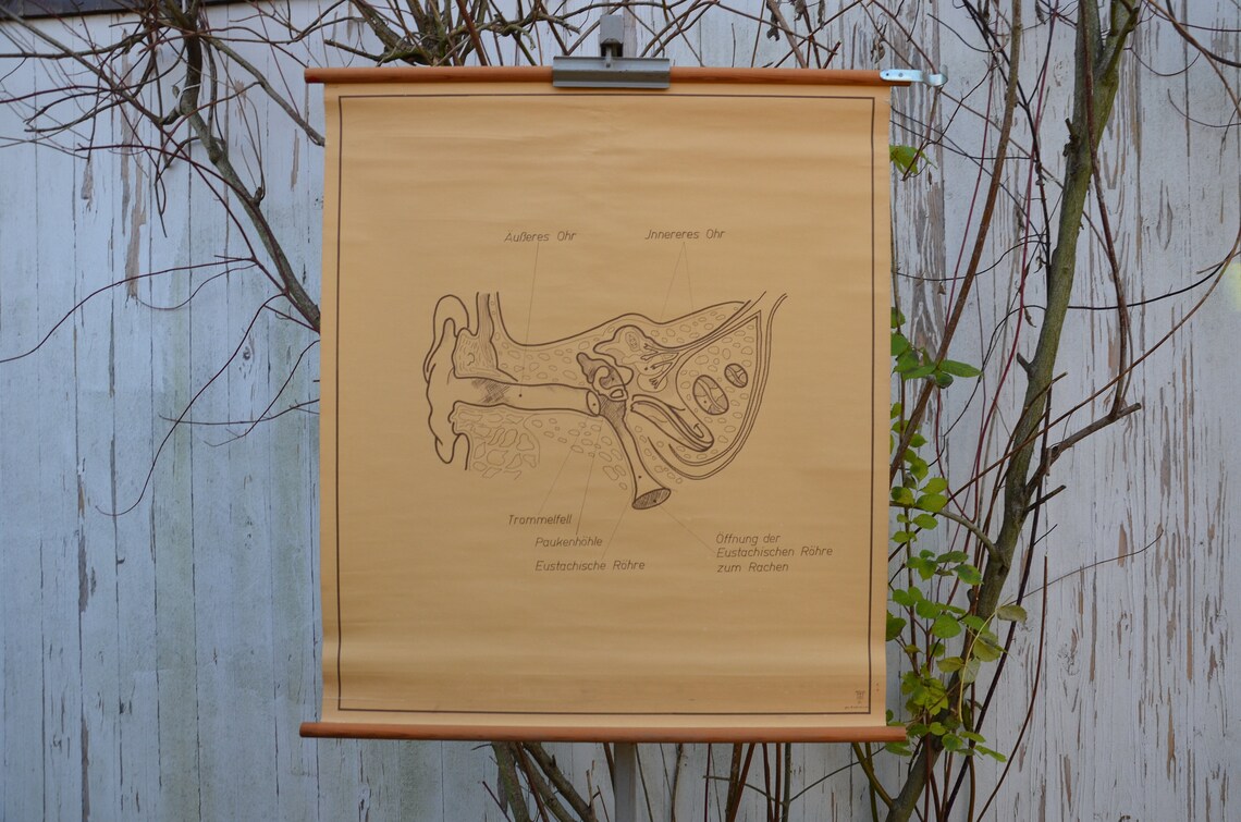 Human Ear Anatomy: Original Vintage 1960s German Medical | Etsy