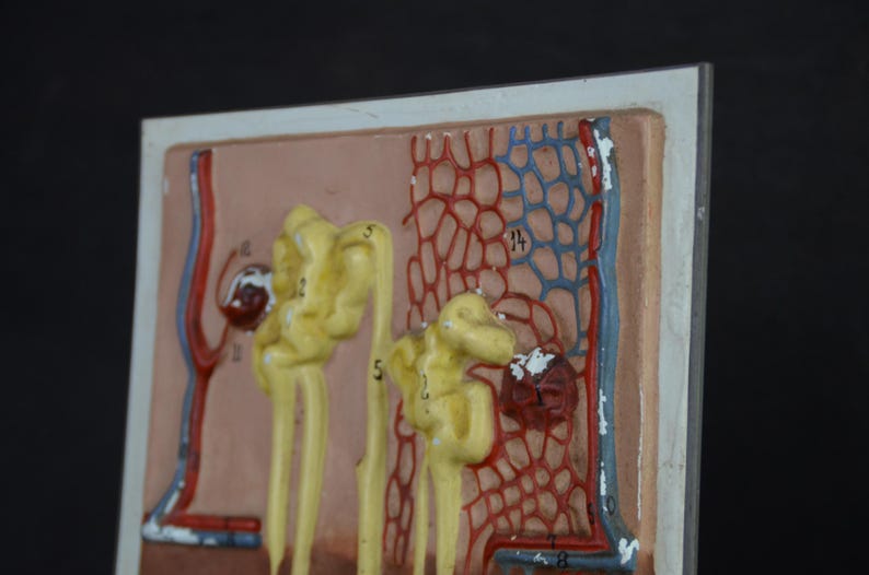 Human Nephron, Kidney Anatomy, Vintage Anatomy Model: RARE Original ...