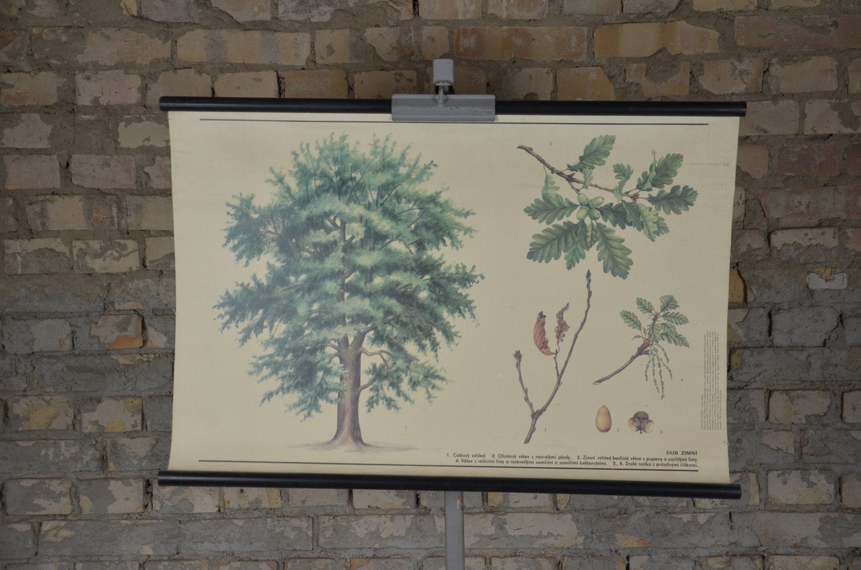 Irish Oak Tree, Quercus Petraea: Original Vintage 1980s Czech ...