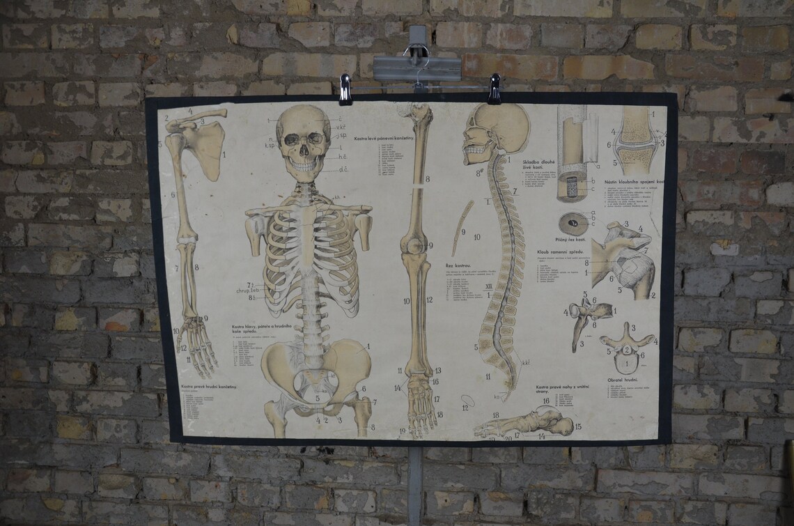 Human Skeleton, Anatomy: Original Vintage Distressed 1950s Educational ...