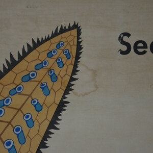 Starfish Anatomy: Original Vintage German Educational Poster Pull Down ...