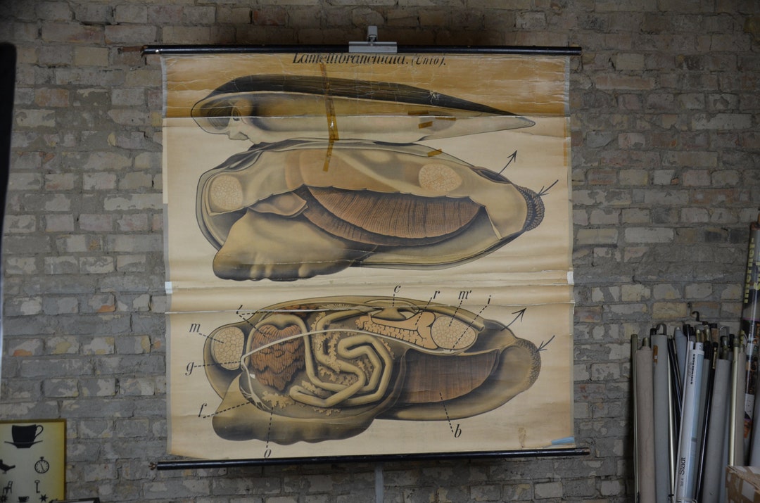 Lamellibranchiata (unio), Mussel by Paul Pfurtscheller: Original ...