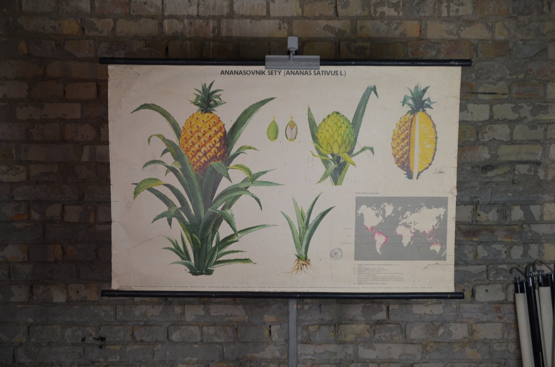 Pineapple Plant: Original Vintage 1970s Czech Educational Poster School ...
