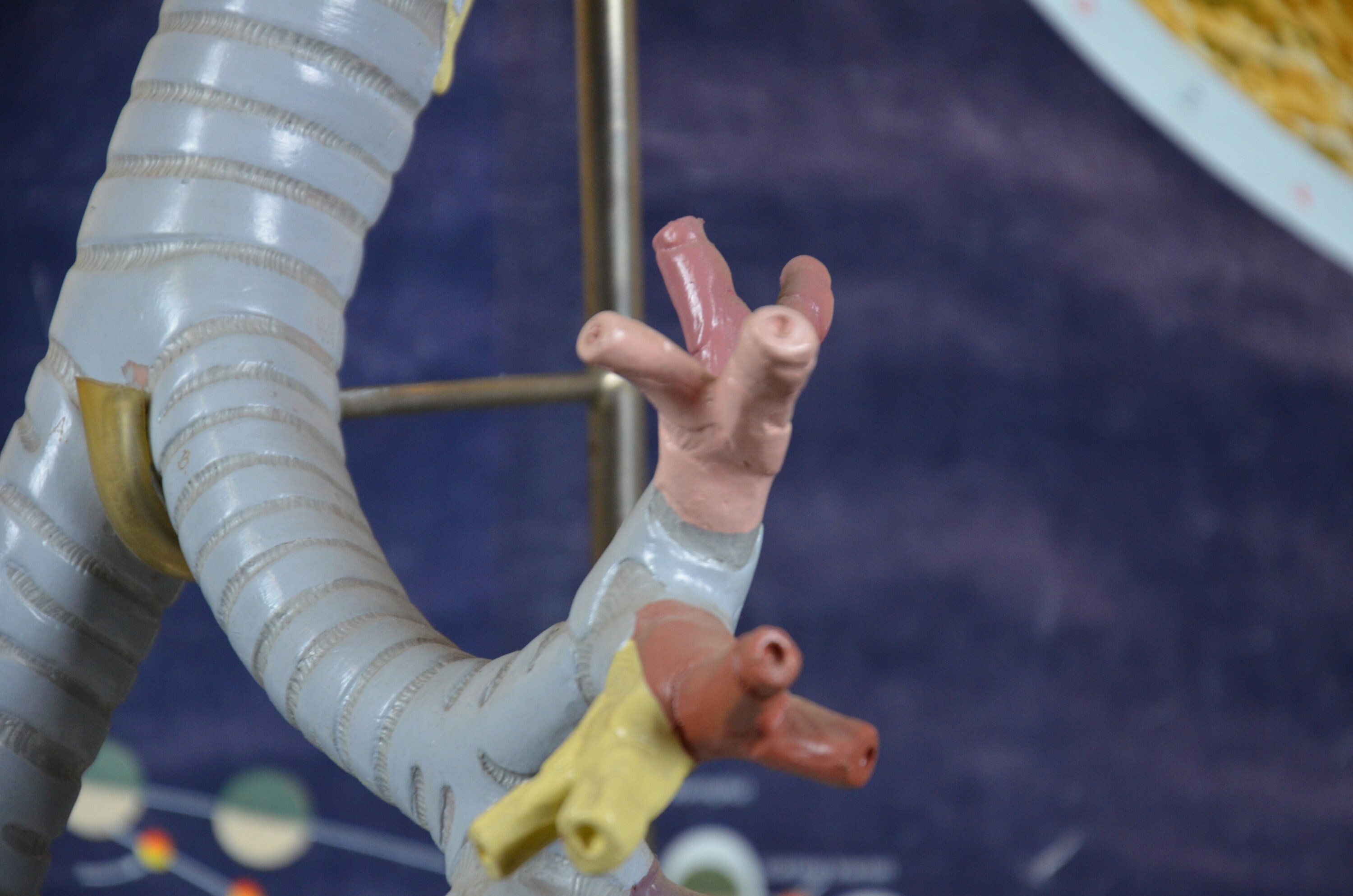 Larynx & Trachea Bronchail Tree: Large Vintage 1970s - Etsy