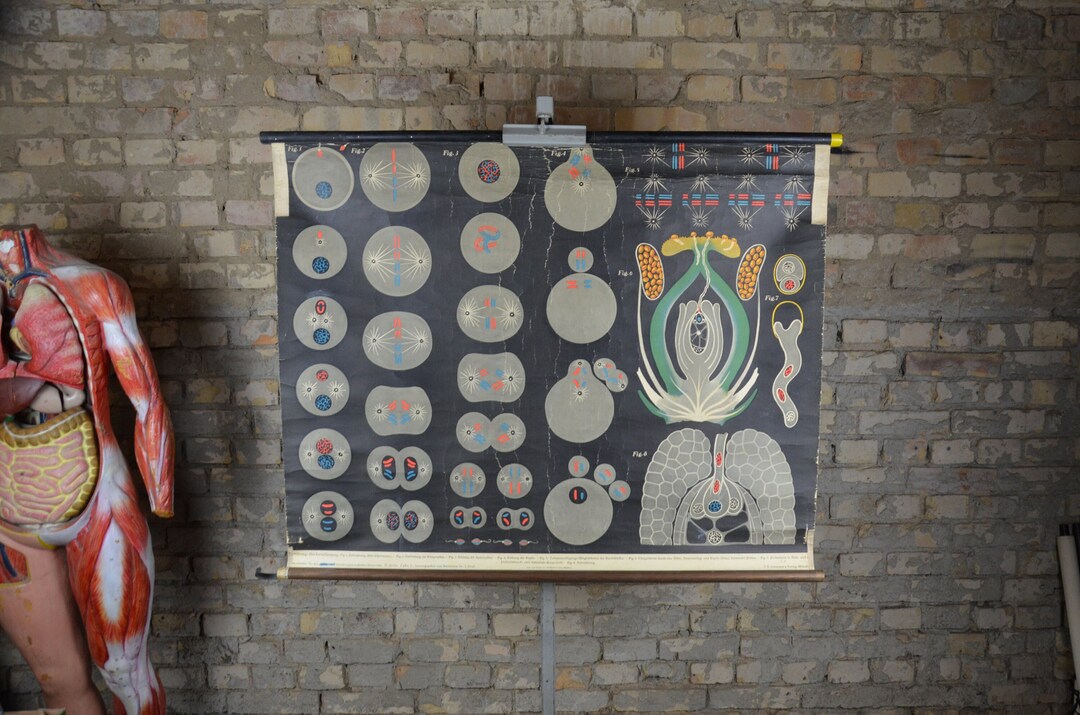 Mitosis, Oogenesis, Spermatogenesis: Original Antique 1920s German ...