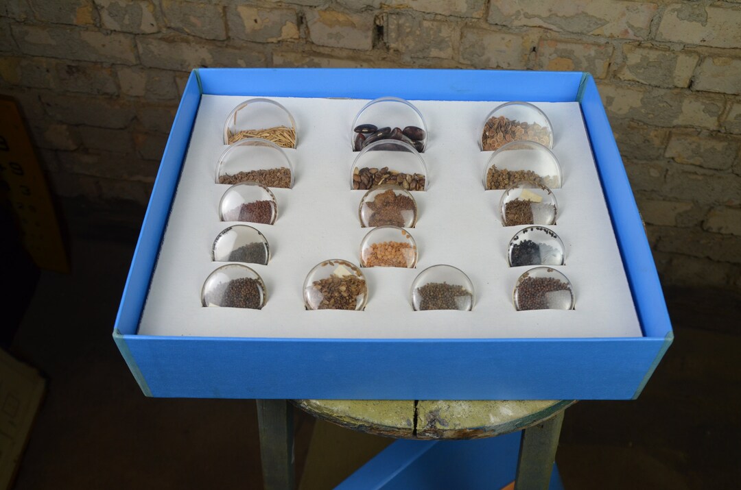 Plant Seed Specimen Collection: Original Vintage 1980s Czech ...