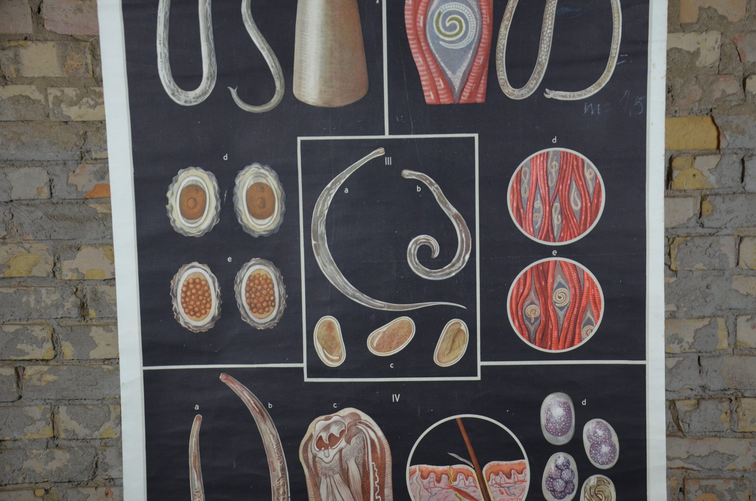 Tapeworm, Intestinal Parasite: Original Vintage 1950s German ...