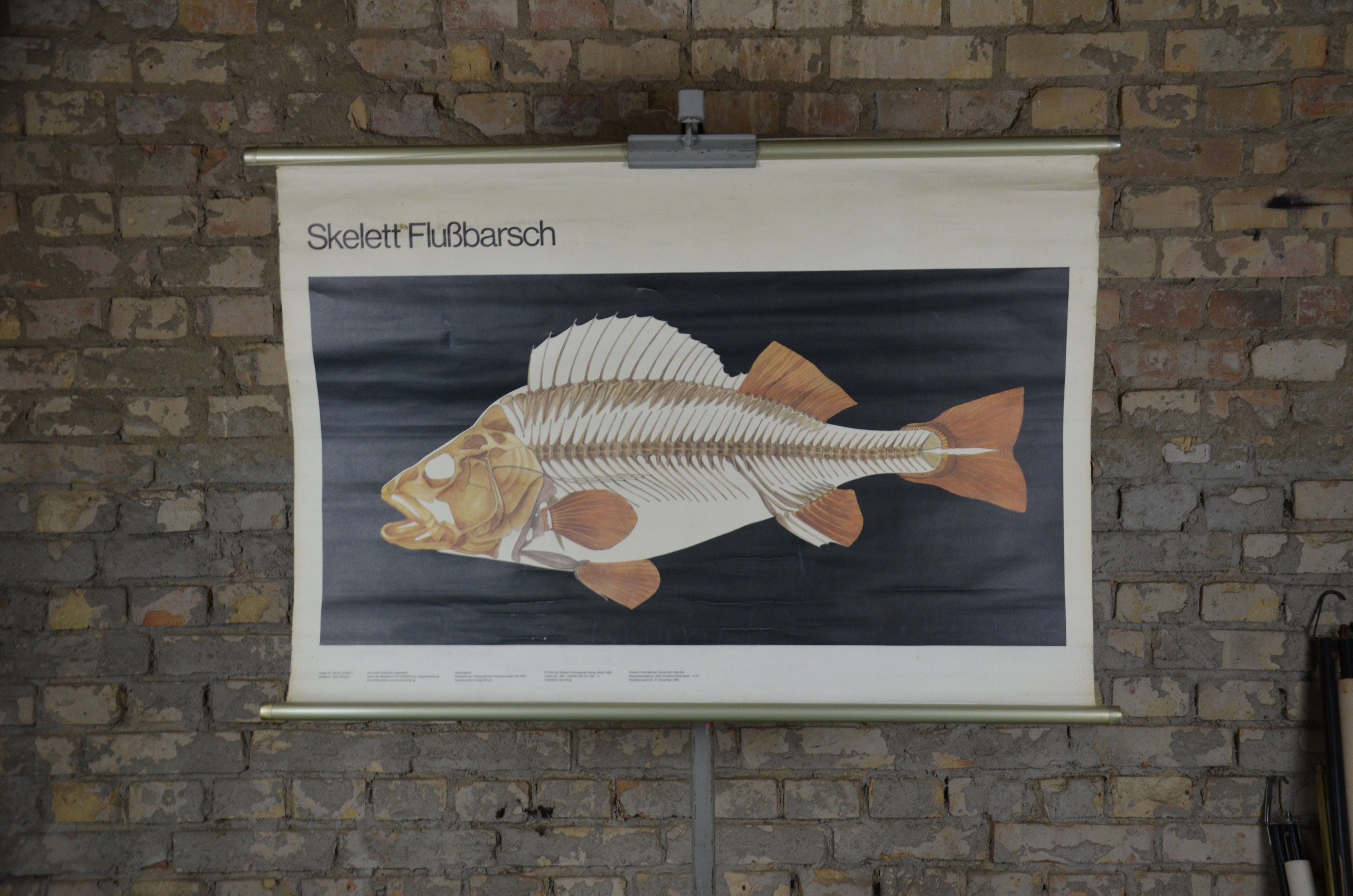 Perch Skeleton, Fish Anatomy: Minimalist Original Vintage German 1980s ...