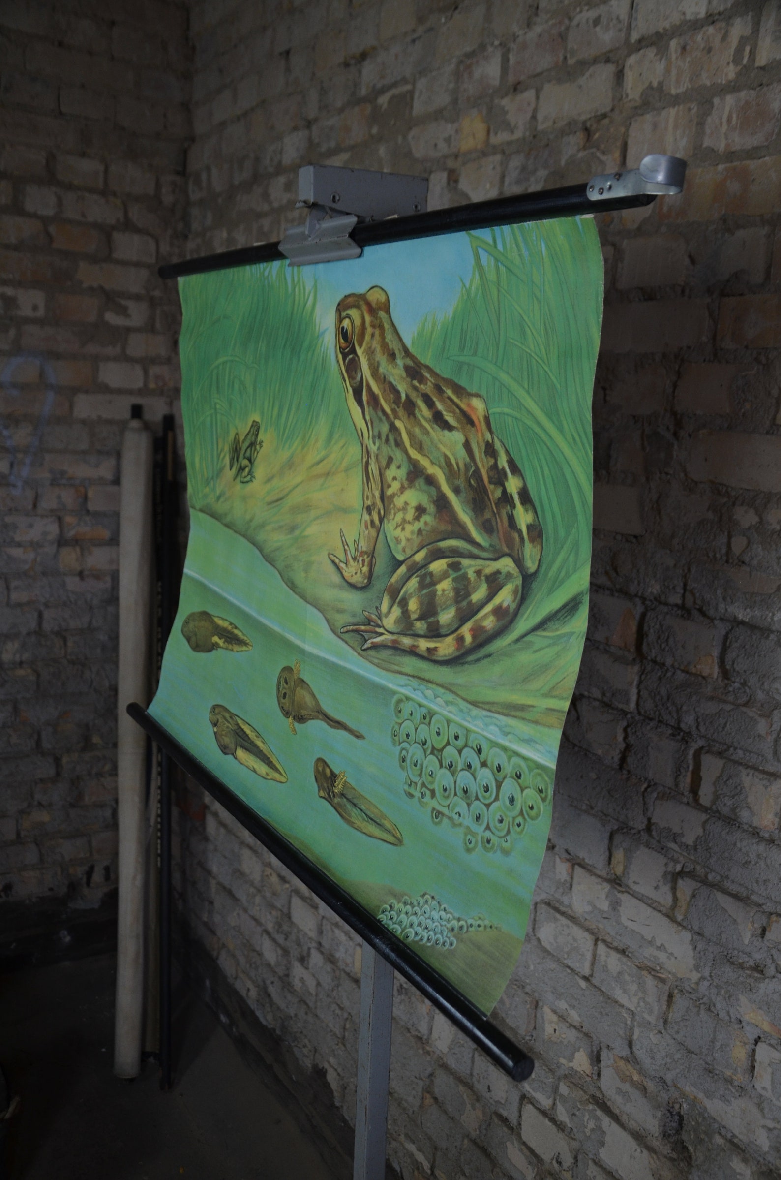 Brown Grass Frog, Tadpoles: Original Vintage German 1960s Educational ...