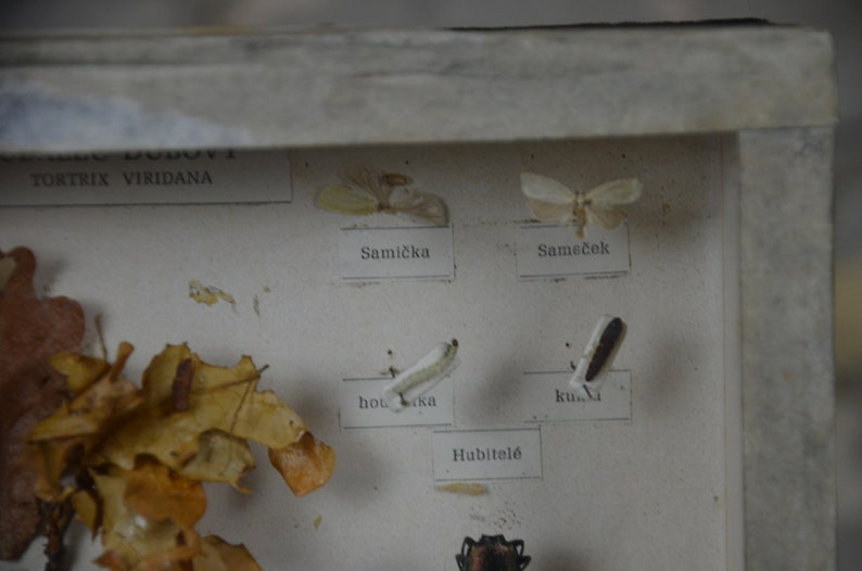 Insects, Beetles: Original Antique 1950s Educational Czech School ...