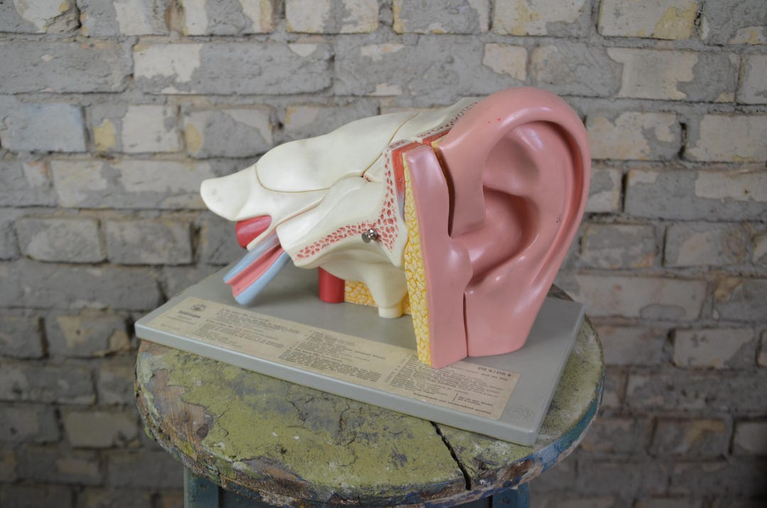 Human Ear Anatomy: Vintage Anatomical Model Original SOMSO 1970s German ...