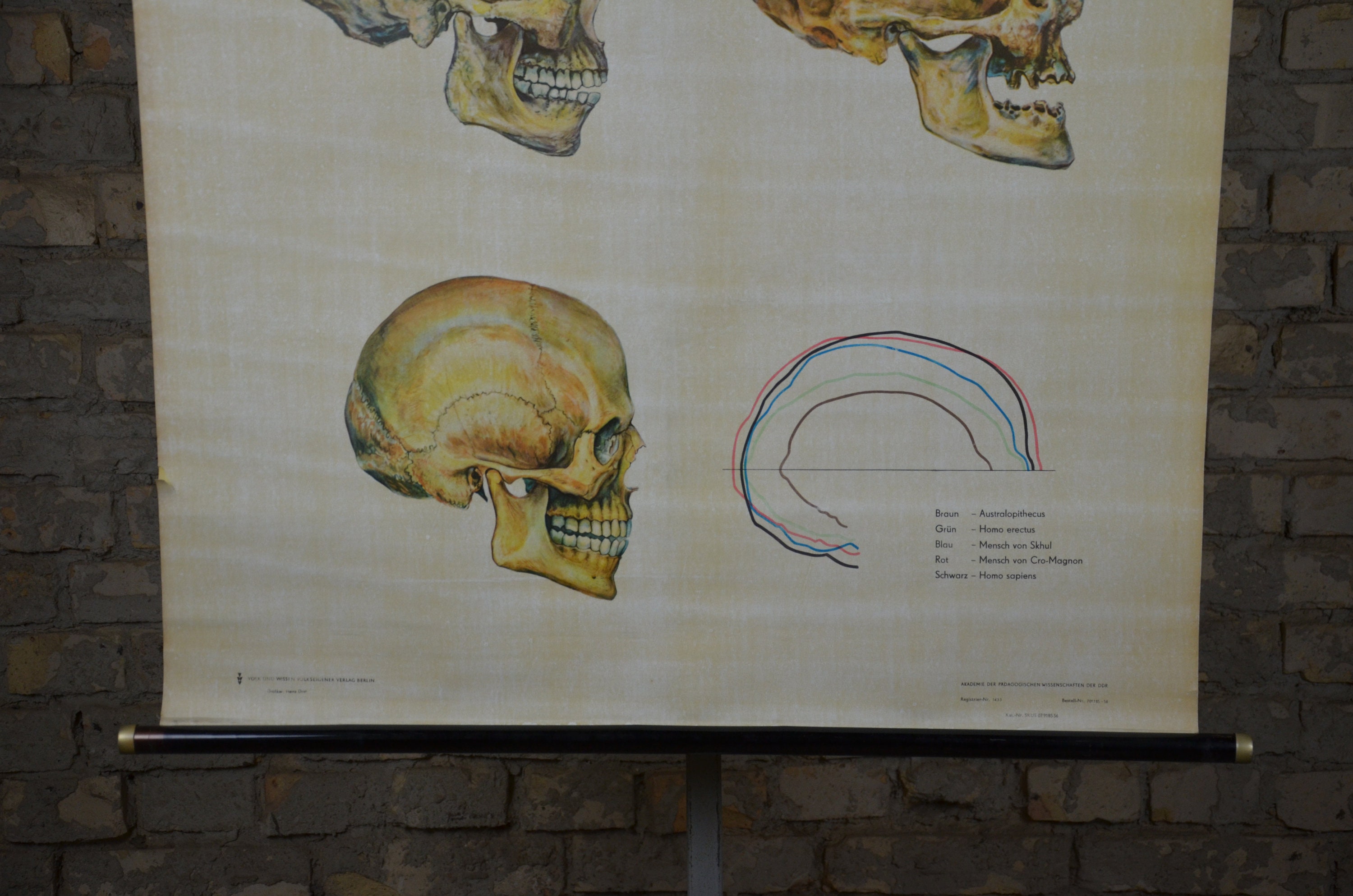 Human Evolution, Stone Age, Skulls: Original Vintage 1960s German ...