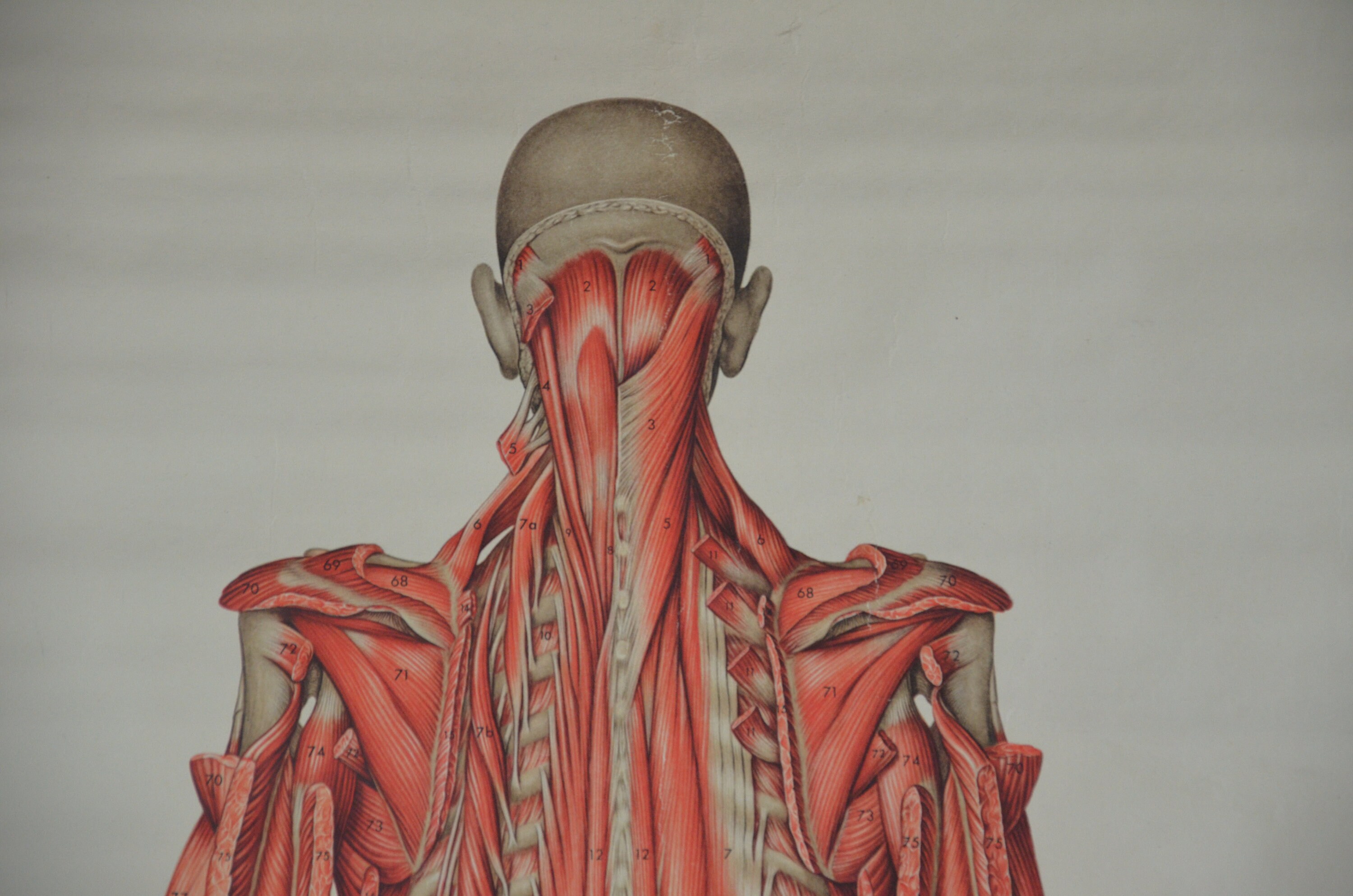 Ecorché Muscles Anatomy: Original Vintage 1950s German - Etsy Australia