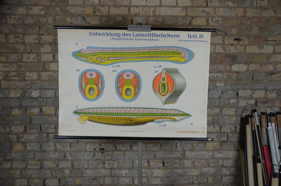 Branchiostoma, Lancelets Anatomy: Original Vintage 1920s German ...