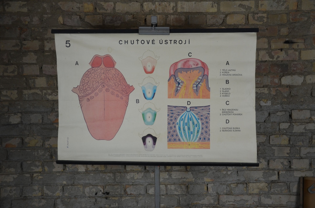 Sense of Taste, Human Anatomy: Original Vintage 1960s Czech Educational ...