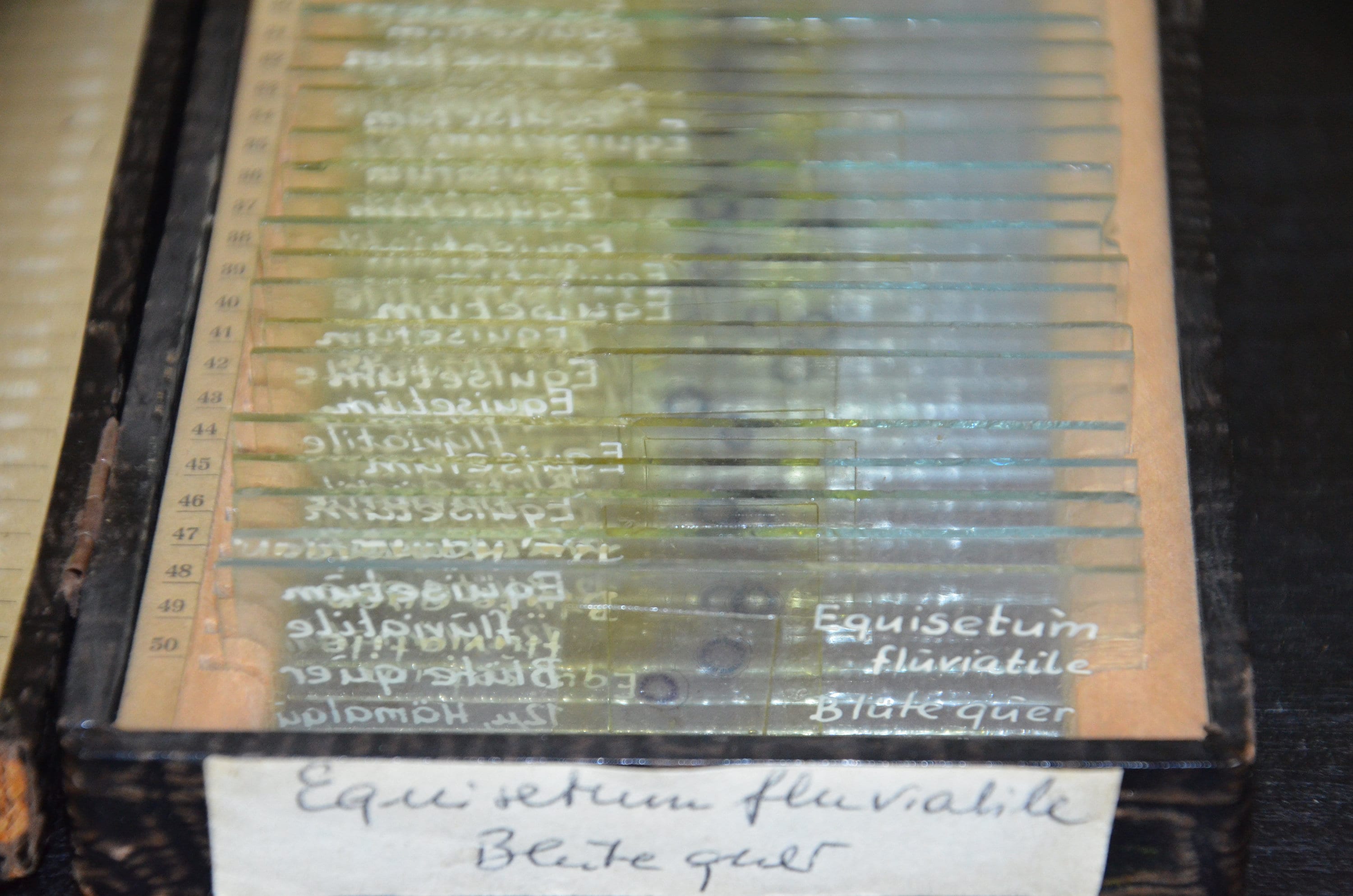 Equisetum Microscope