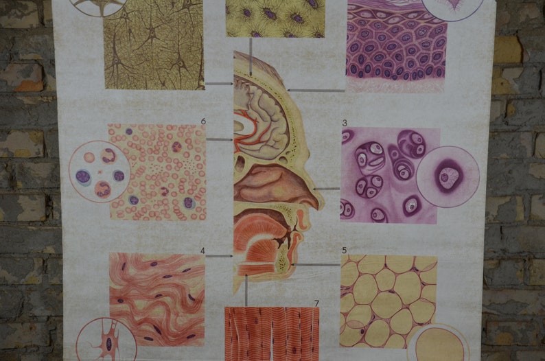 Human Head Tissue Anatomy: Original Vintage 1970s German - Etsy