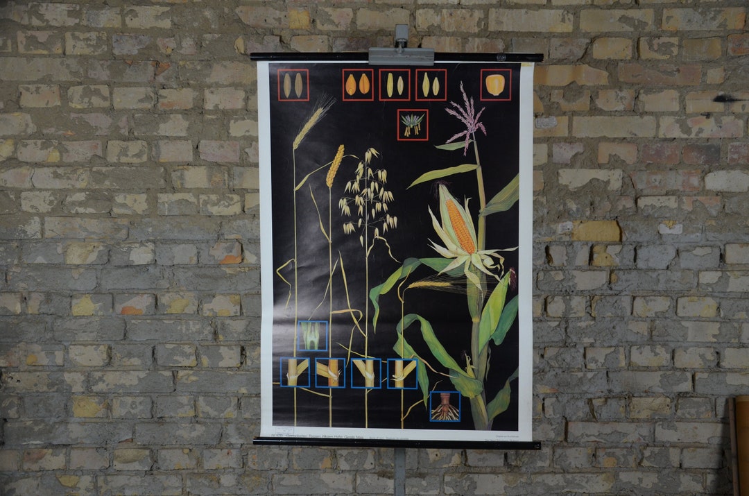 Types of Grain, Cereal: Original Vintage 1960s German Educational ...