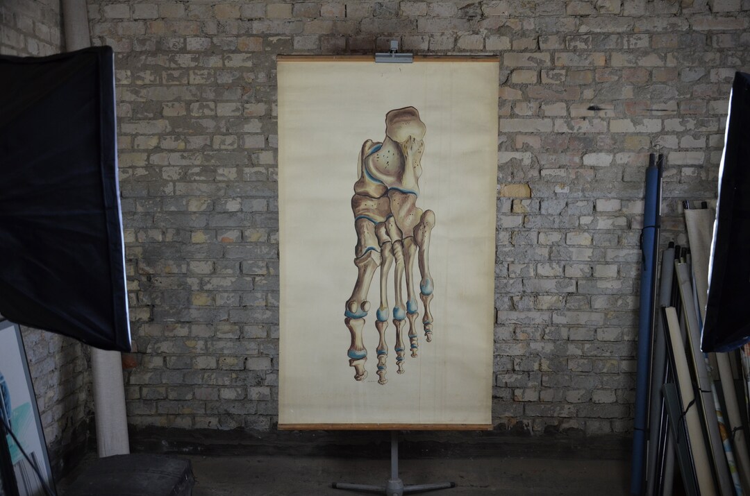 Foot Bones, Human Anatomy, Skeleton: Exceptional Hand-painted Original ...