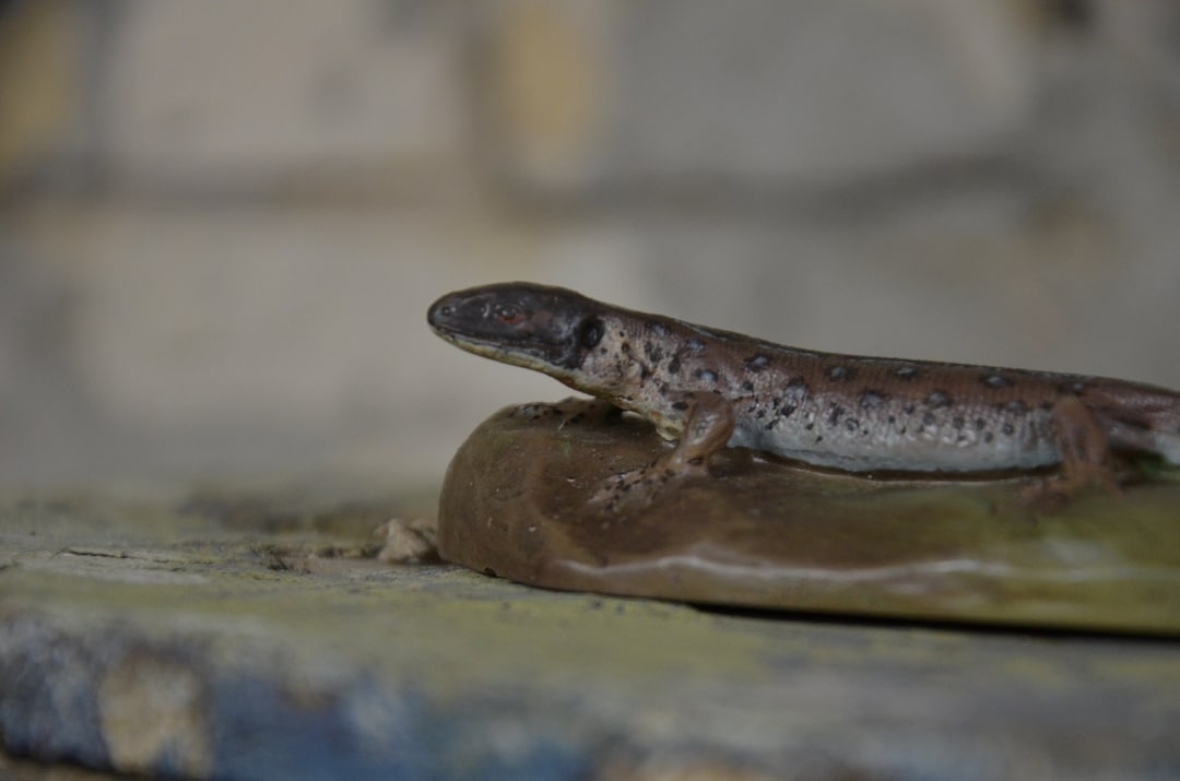 Sand Lizard, Antique Anatomy Model: Original 1950s German Educational ...