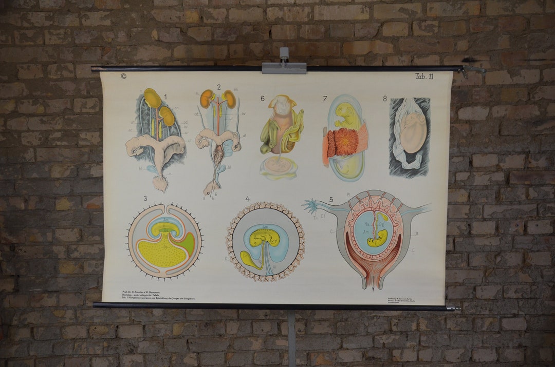 Mammalian Embryo Development: Original Antique 1920s Educational Poster ...