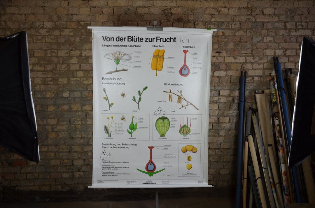 Flowers, Pollination: Original Vintage 1990s German Educational Poster ...