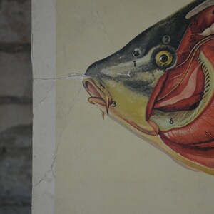 Carp Anatomy: Original Vintage 1960s Czech Mid Century Educational ...