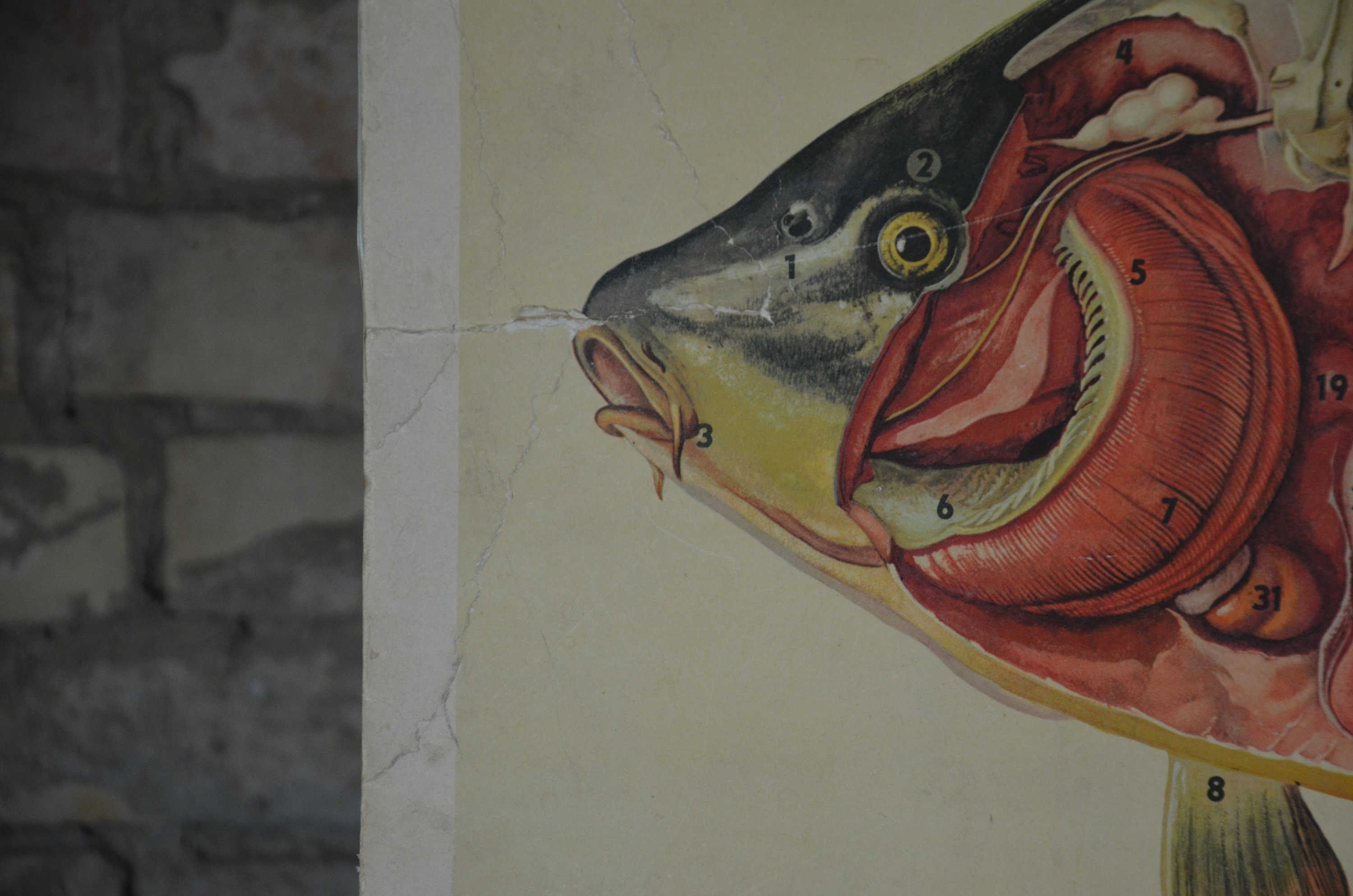 Carp Anatomy: Original Vintage 1960s Czech Mid Century Educational ...