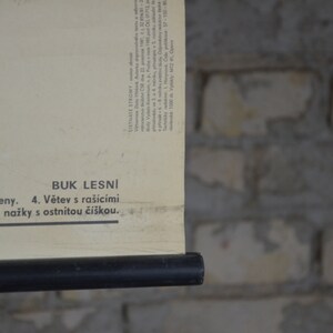 Common Beech Tree, Fagus Sylvatica: Original Vintage 1980s Czech ...