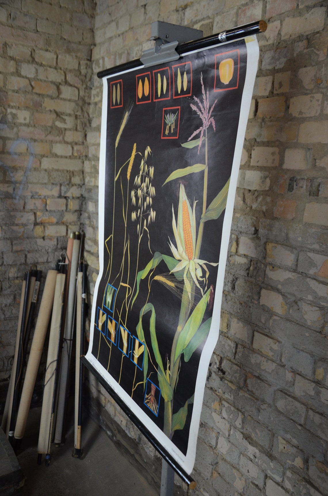 Types of Grain, Cereal: Original Vintage 1960s German Educational ...