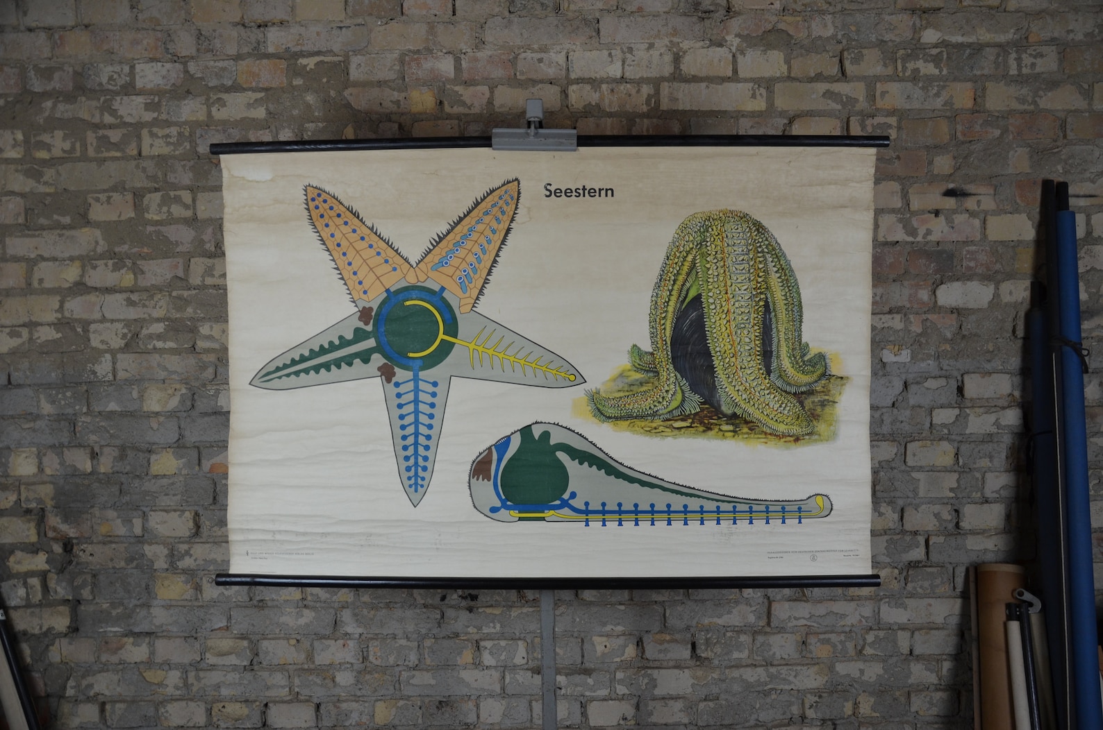 Starfish Anatomy: Original Vintage German Educational Poster - Etsy