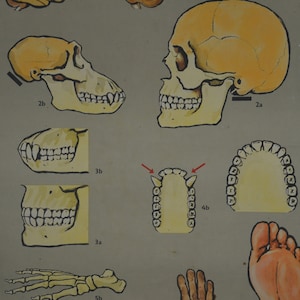 Human Evolution, Primate Skulls & Feet: Original Vintage 1960s Czech ...