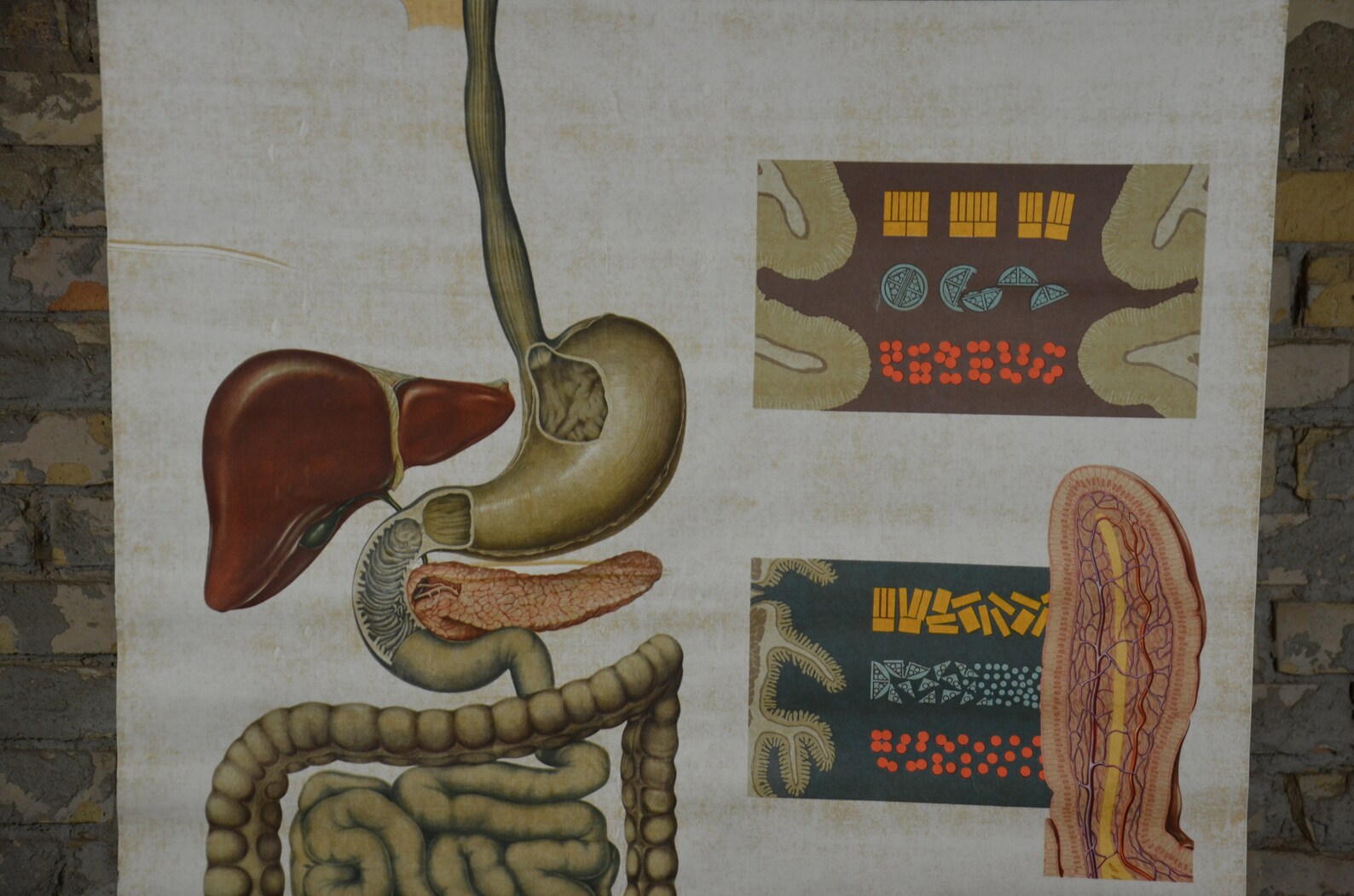 Human Digestive Tract Anatomy: Original Vintage 1960s German Medical ...