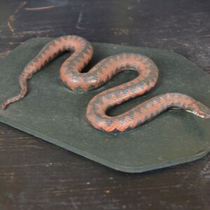 Crossed Viper, Adder, Antique Anatomy Model: Original 1950s German ...