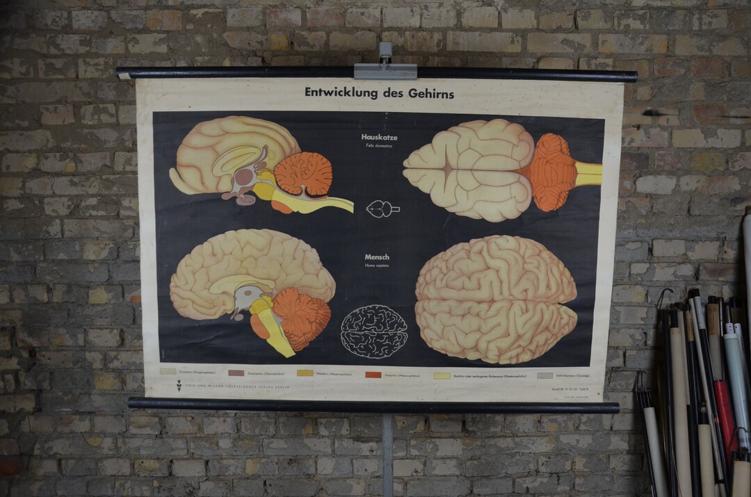 Cat & Human Brain Comparison: Original Vintage 1960s German Educational ...