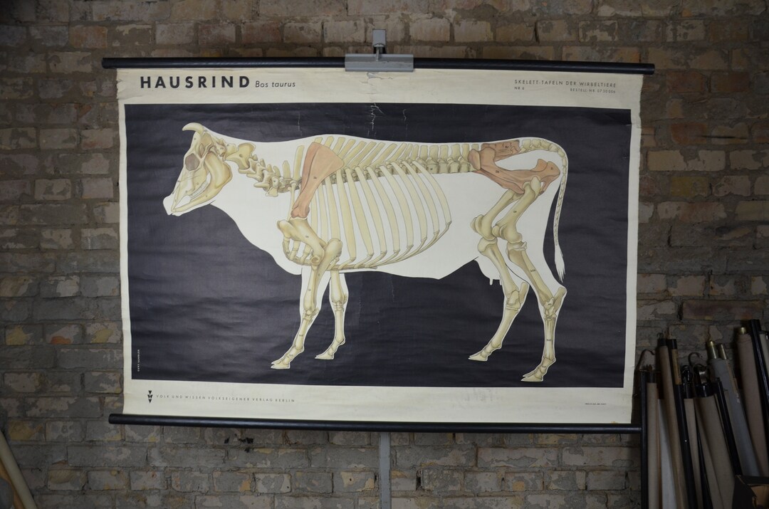 Cow Skeleton, Cattle, Beef: Original Vintage 1950s German Educational ...